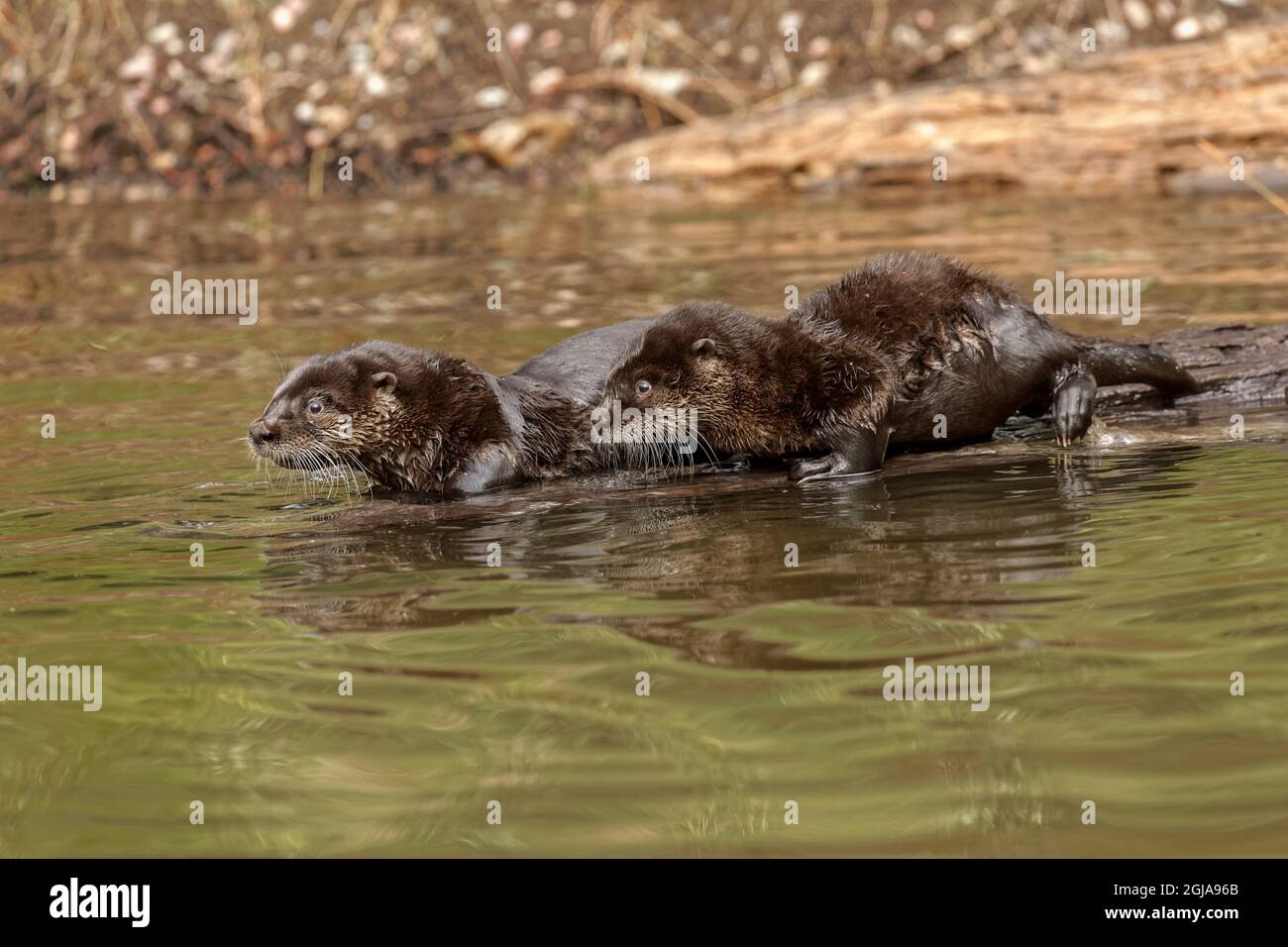 North American River Otter Stock Photo - Alamy