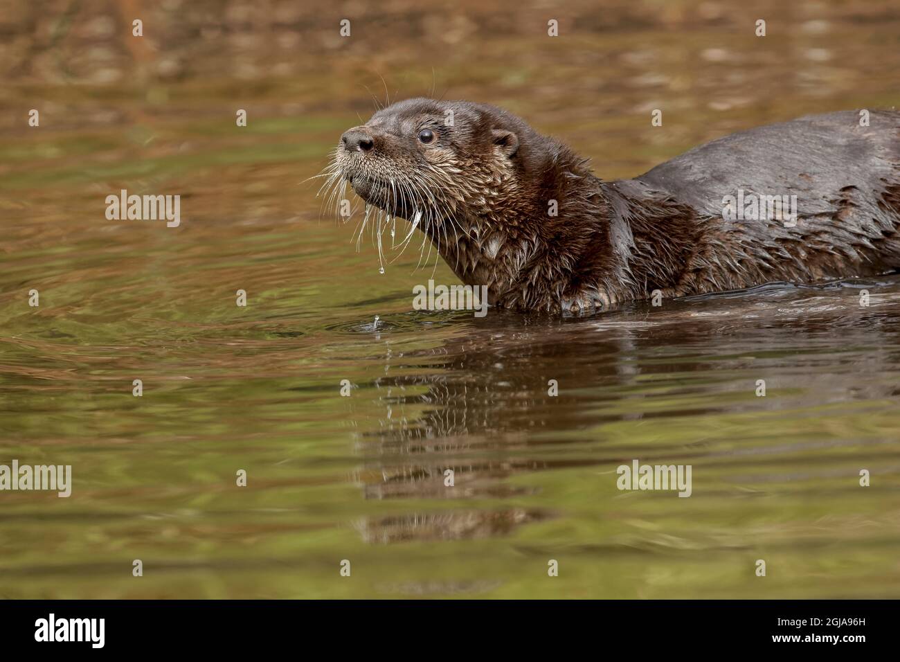 North American River Otter Stock Photo - Alamy