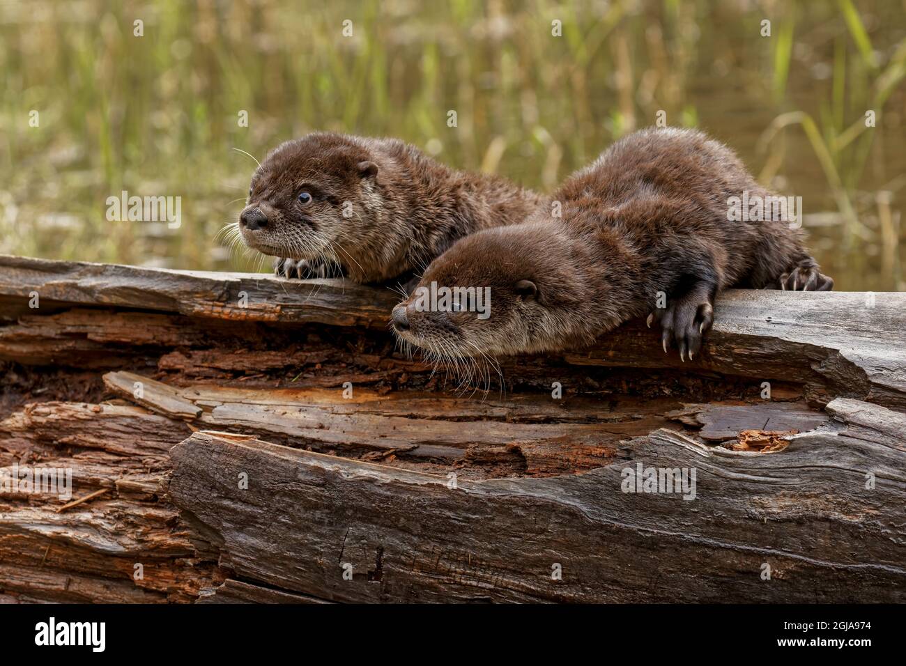 North American River Otter Stock Photo - Alamy