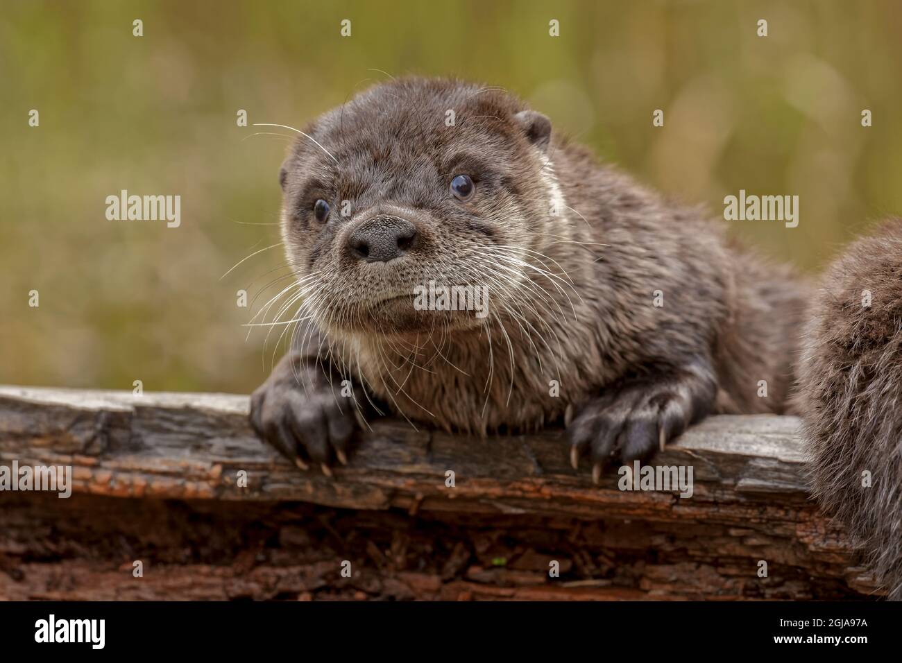 North American River Otter Stock Photo - Alamy
