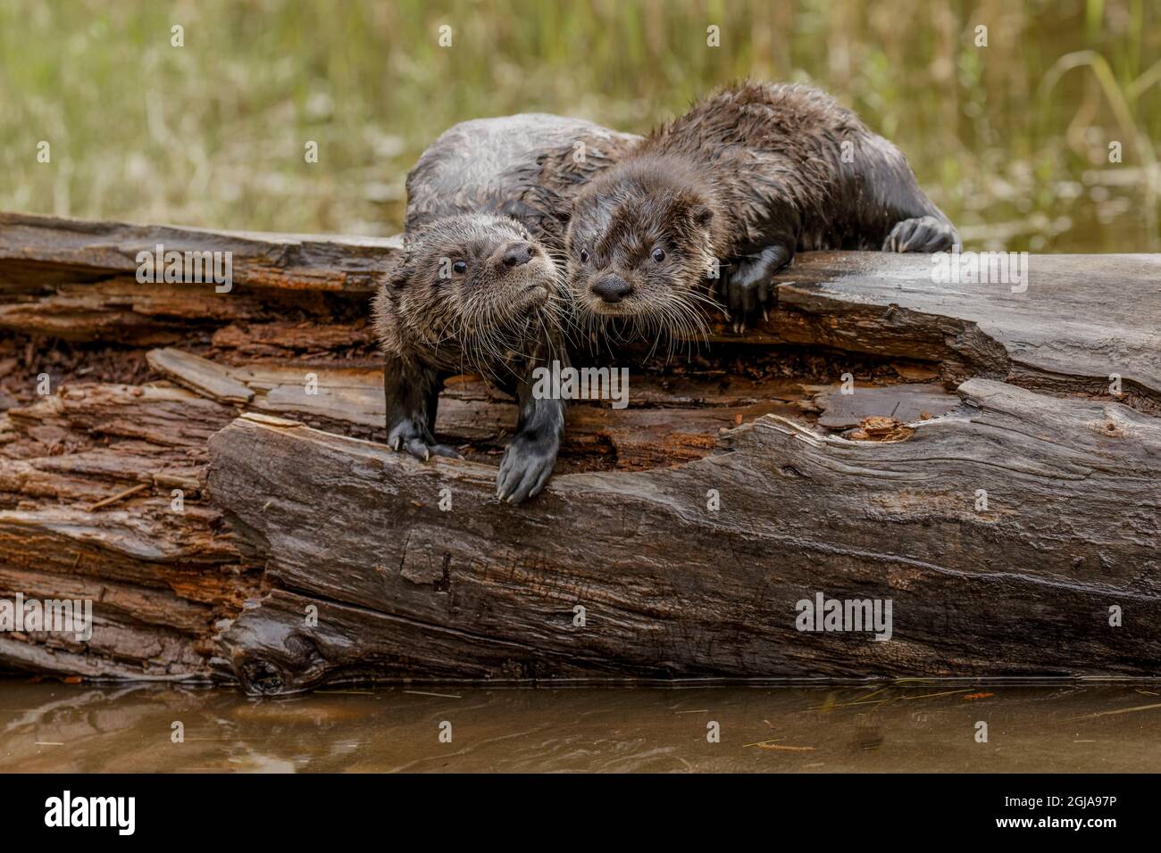 North American River Otter Stock Photo - Alamy