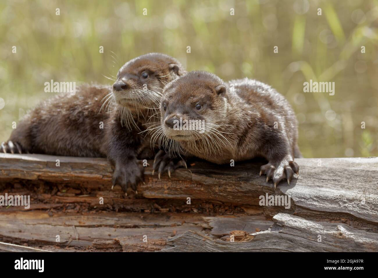 North American River Otter Stock Photo - Alamy