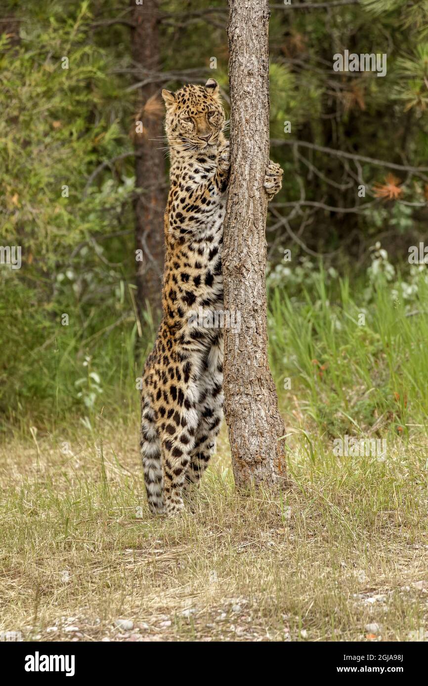 Amur Leopard standing on rear legs on tree, also known as Far East ...