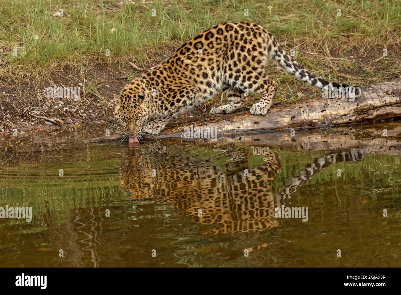 Amur Leopard and reflection, also known as Far East Leopard, Manchuria ...