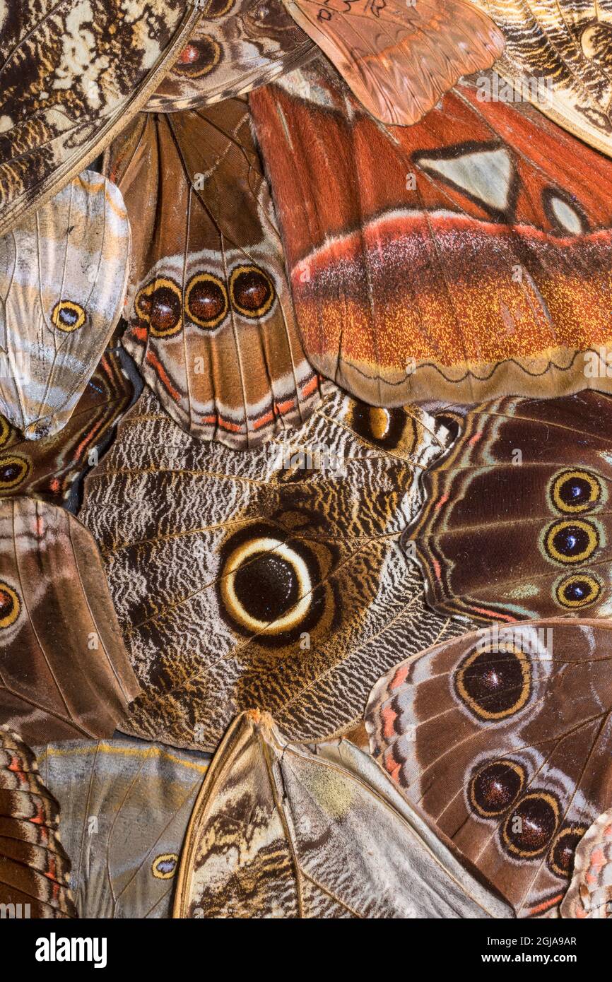 Close-up pattern in butterfly wings Stock Photo - Alamy