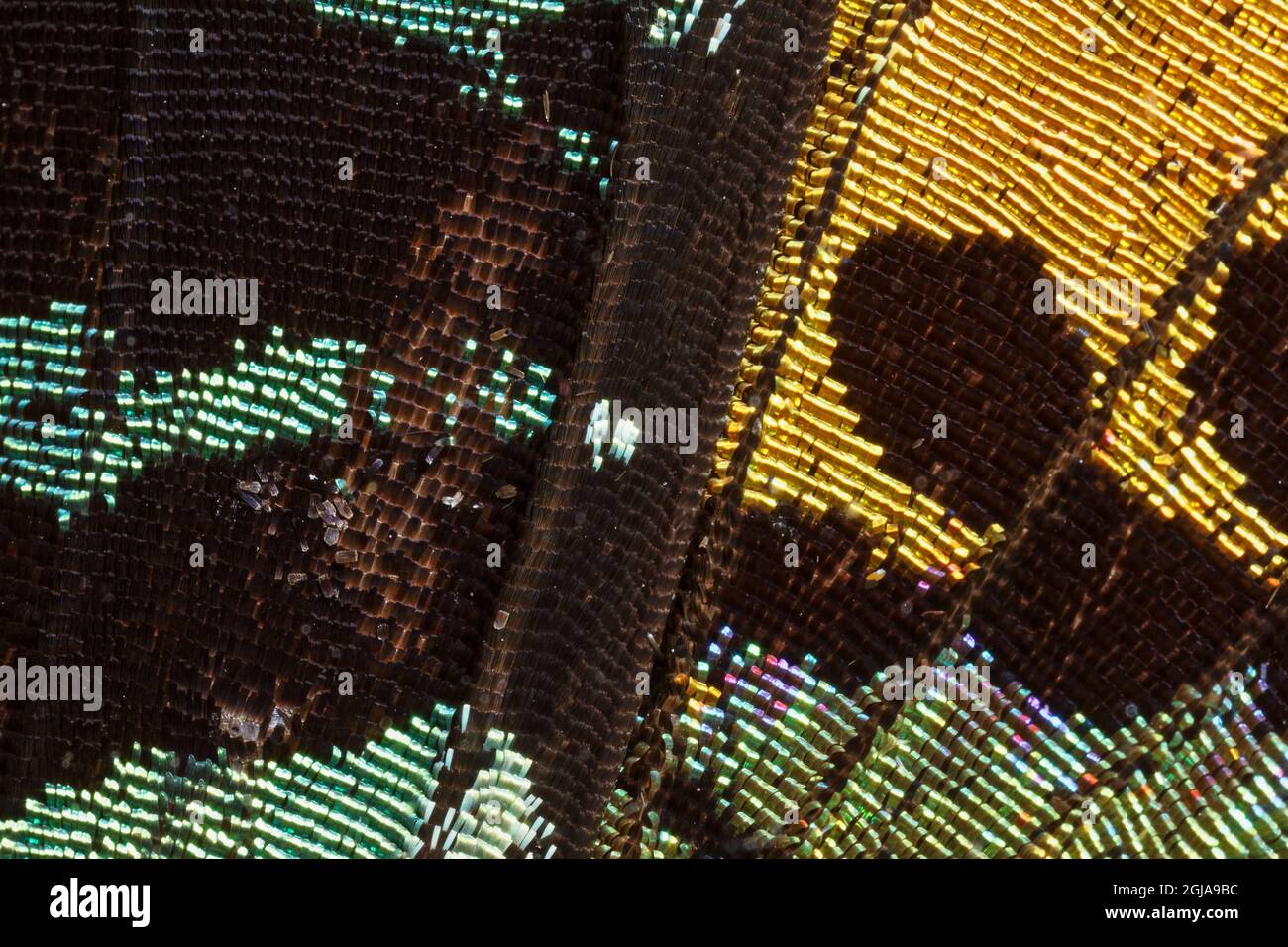 Close-up pattern in butterfly wings Stock Photo - Alamy