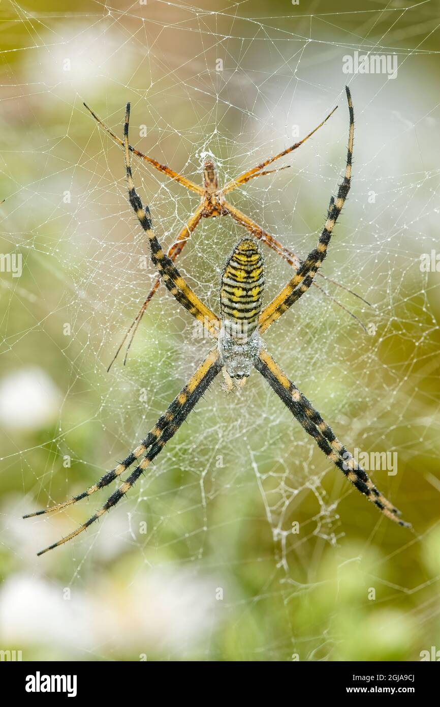 Argiope aurantia close up hi-res stock photography and images - Alamy