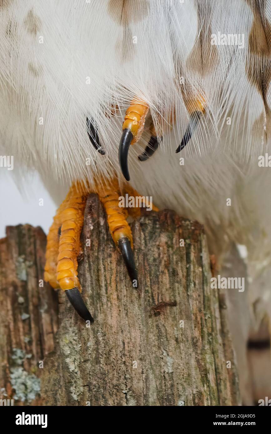 Female American Kestrel in winter Stock Photo - Alamy