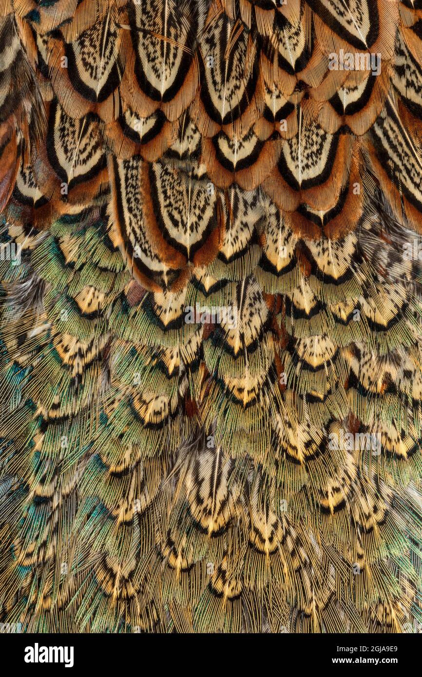 Pheasant feather abstract hi-res stock photography and images - Alamy