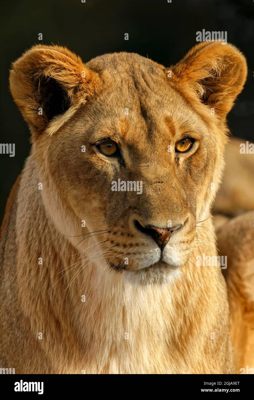 Female Lioness, Panthera leo Stock Photo - Alamy
