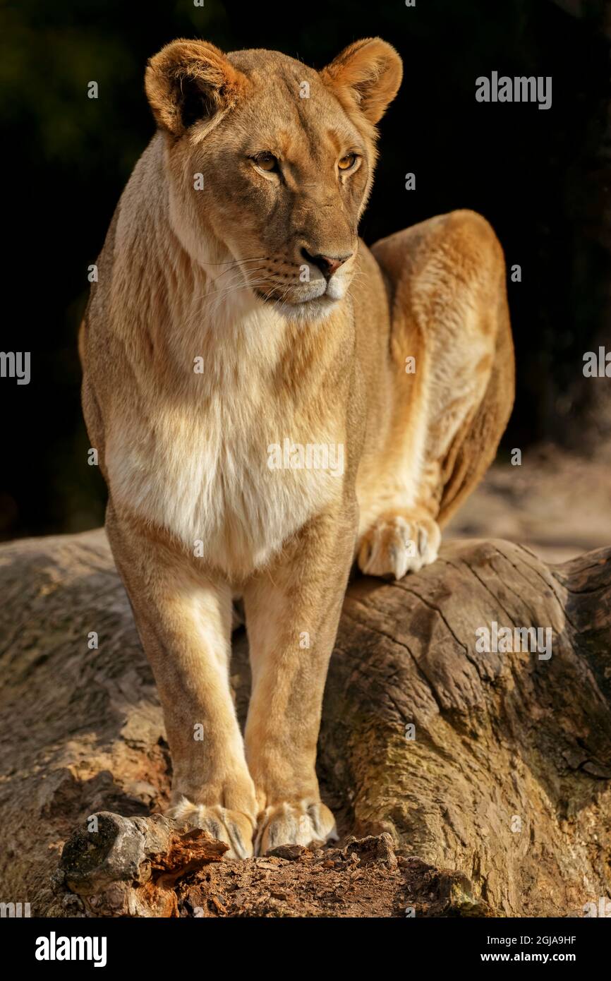 Female Lioness, Panthera leo Stock Photo - Alamy