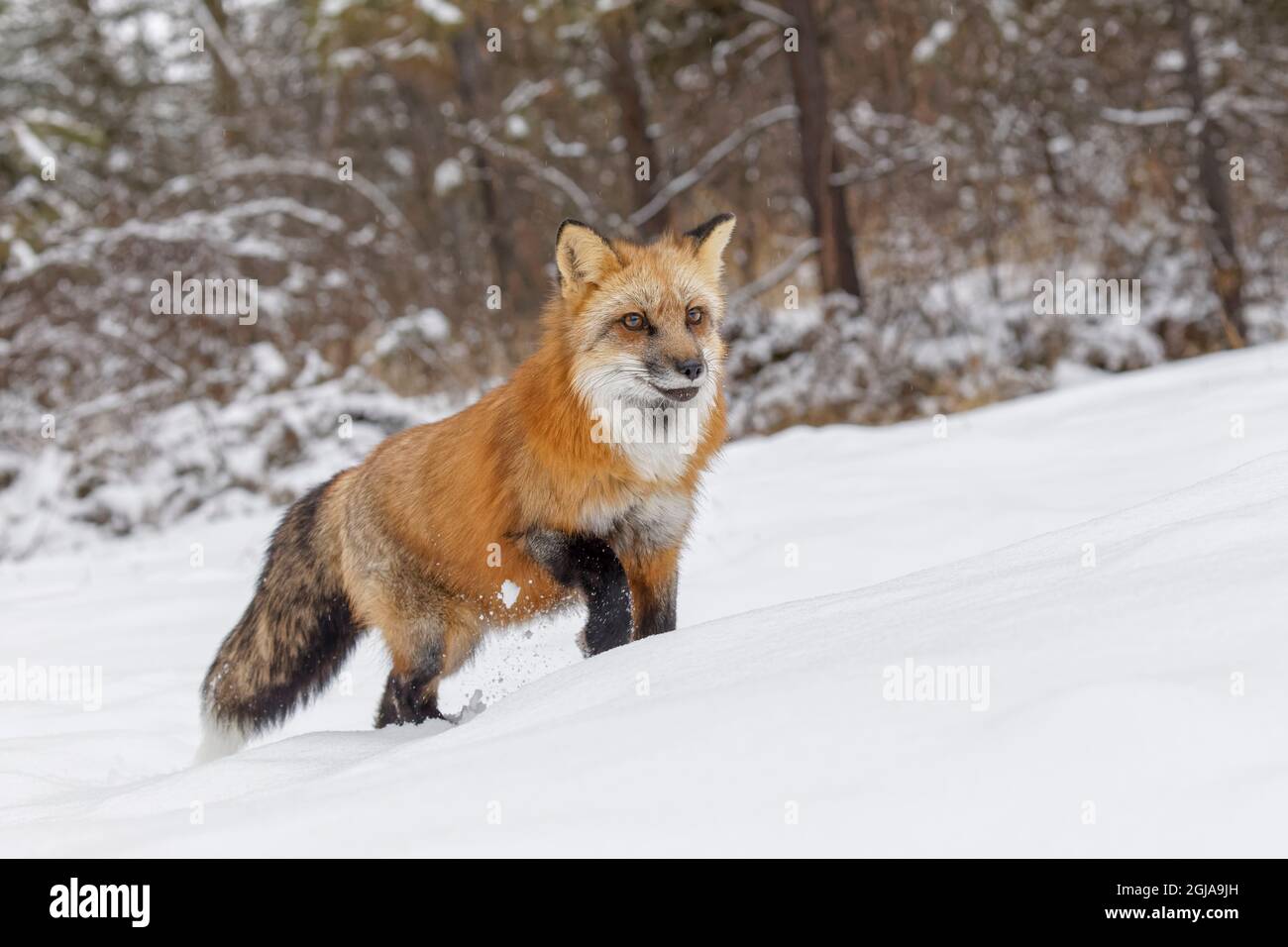 Red fox walking through snow hi-res stock photography and images - Alamy