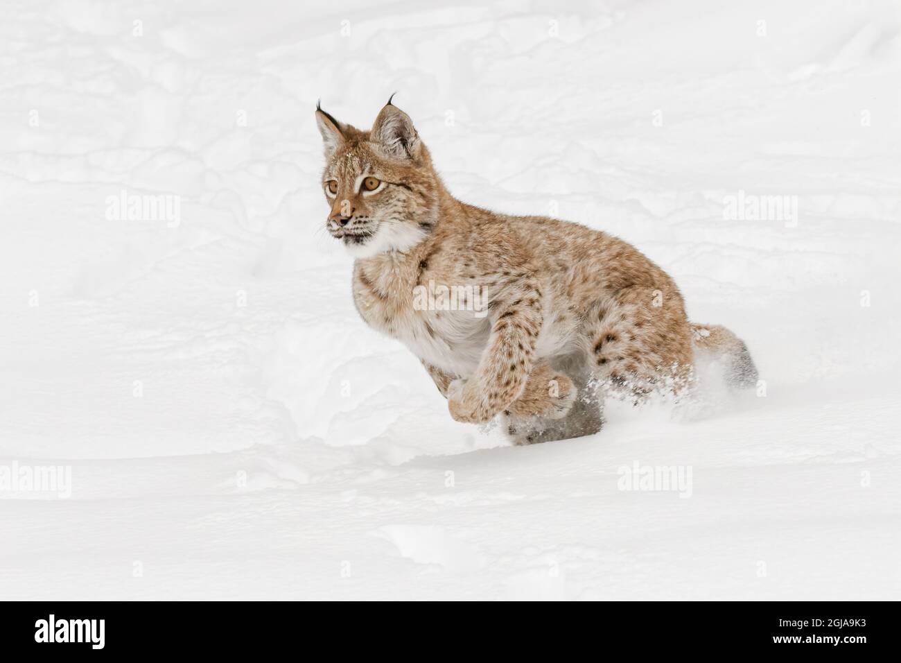 Lynx Running