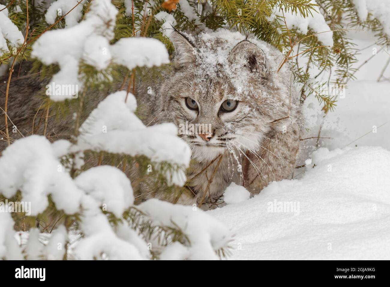 Bobcat in deep snow Stock Photo - Alamy
