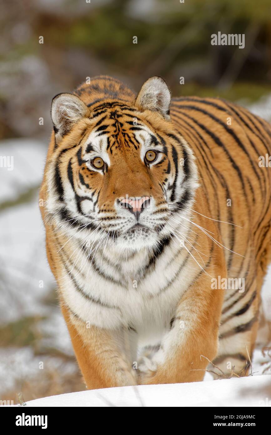 Siberian tiger in winter hi-res stock photography and images - Alamy