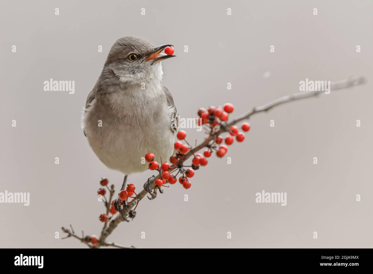 Northern Mockingbird with red berry in beak Stock Photo - Alamy