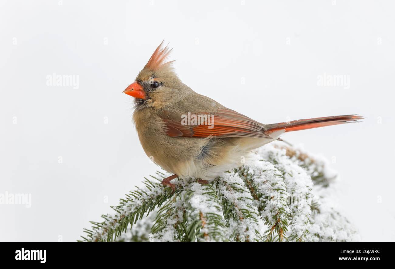 Cardinal in winter hi-res stock photography and images - Alamy