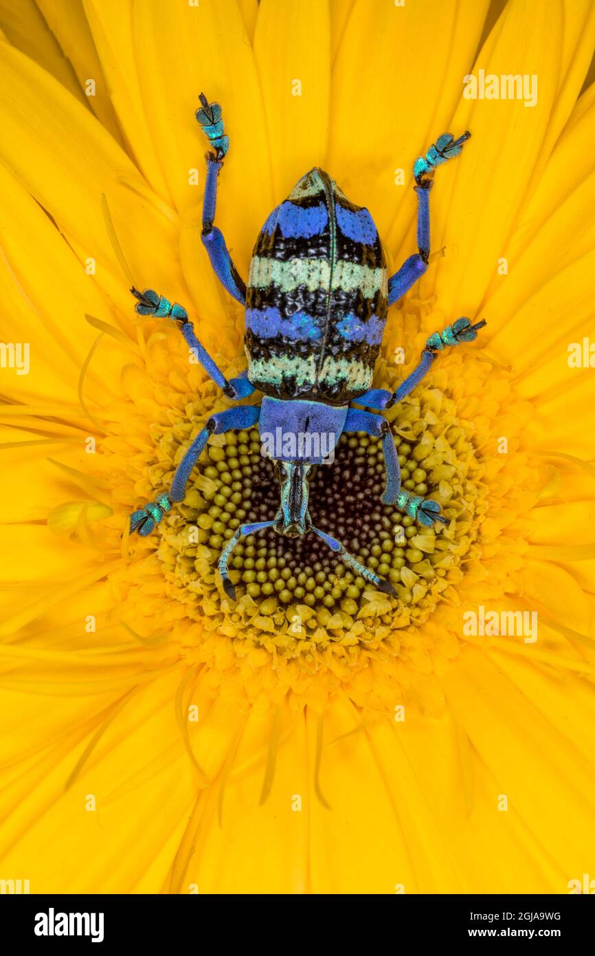 Weevil known as Eupholus magnificus from New Guinea Stock Photo - Alamy
