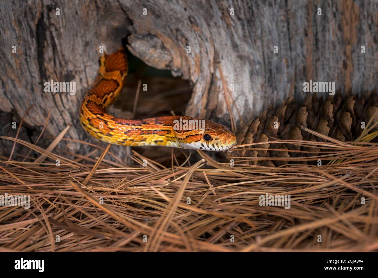 Barn snake hi-res stock photography and images - Alamy