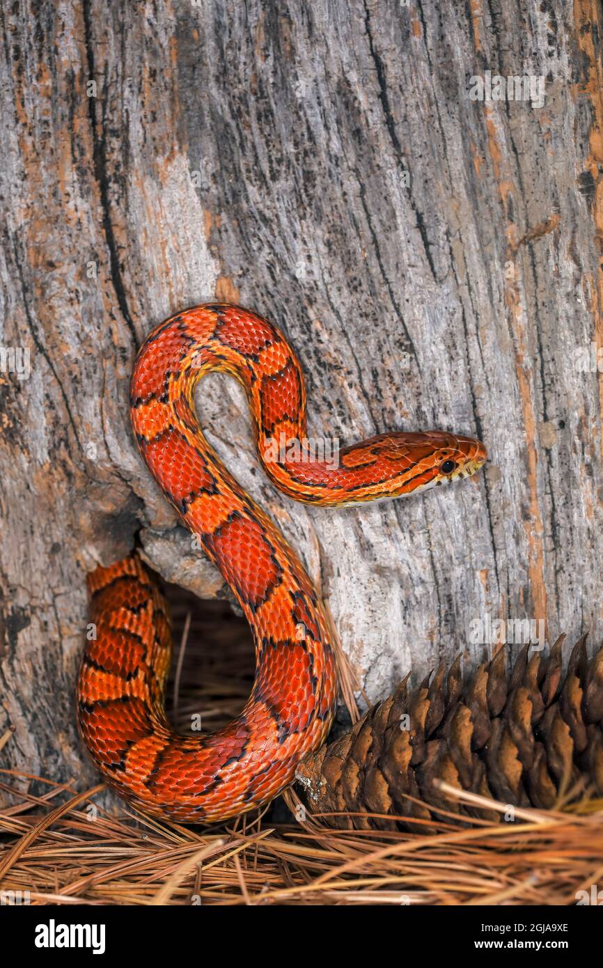Corn Snake emerging from hole in barn Stock Photo - Alamy