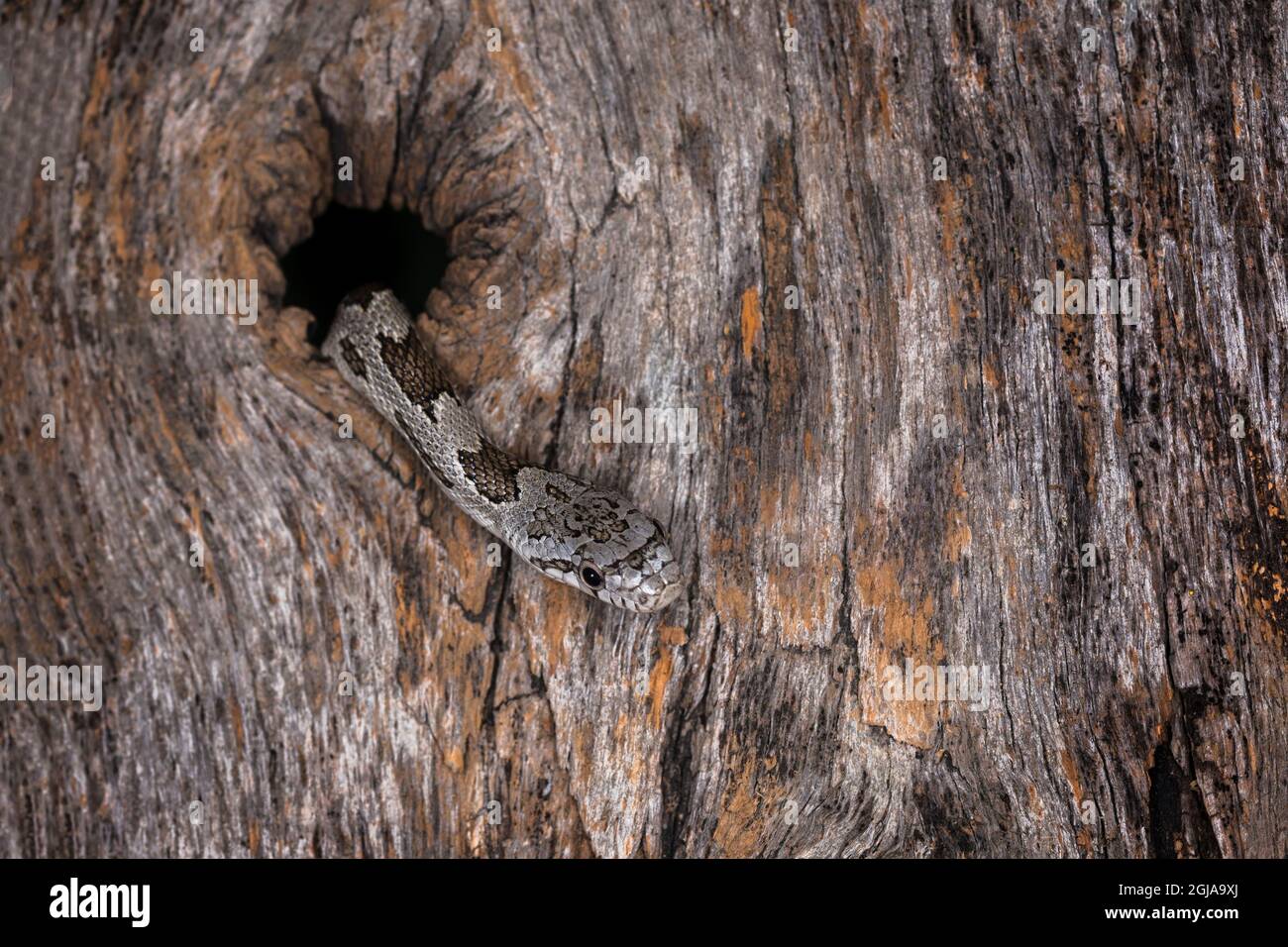 Barn snake hi-res stock photography and images - Alamy