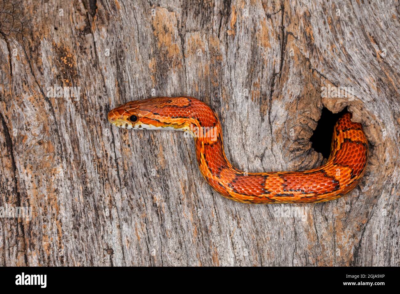 Corn Snake emerging from hole in barn Stock Photo - Alamy