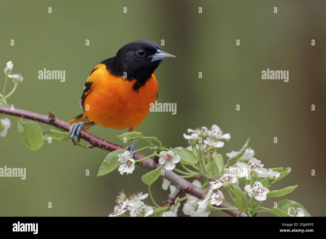 Male Baltimore Oriole in breeding plumage Stock Photo - Alamy
