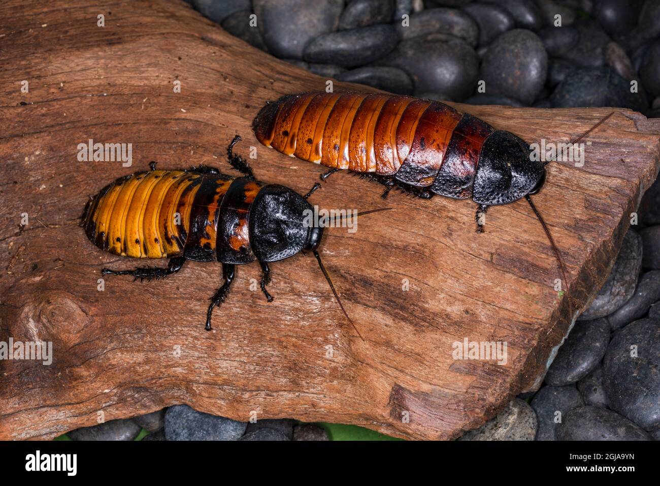 Madagascar hissing cockroach Stock Photo - Alamy