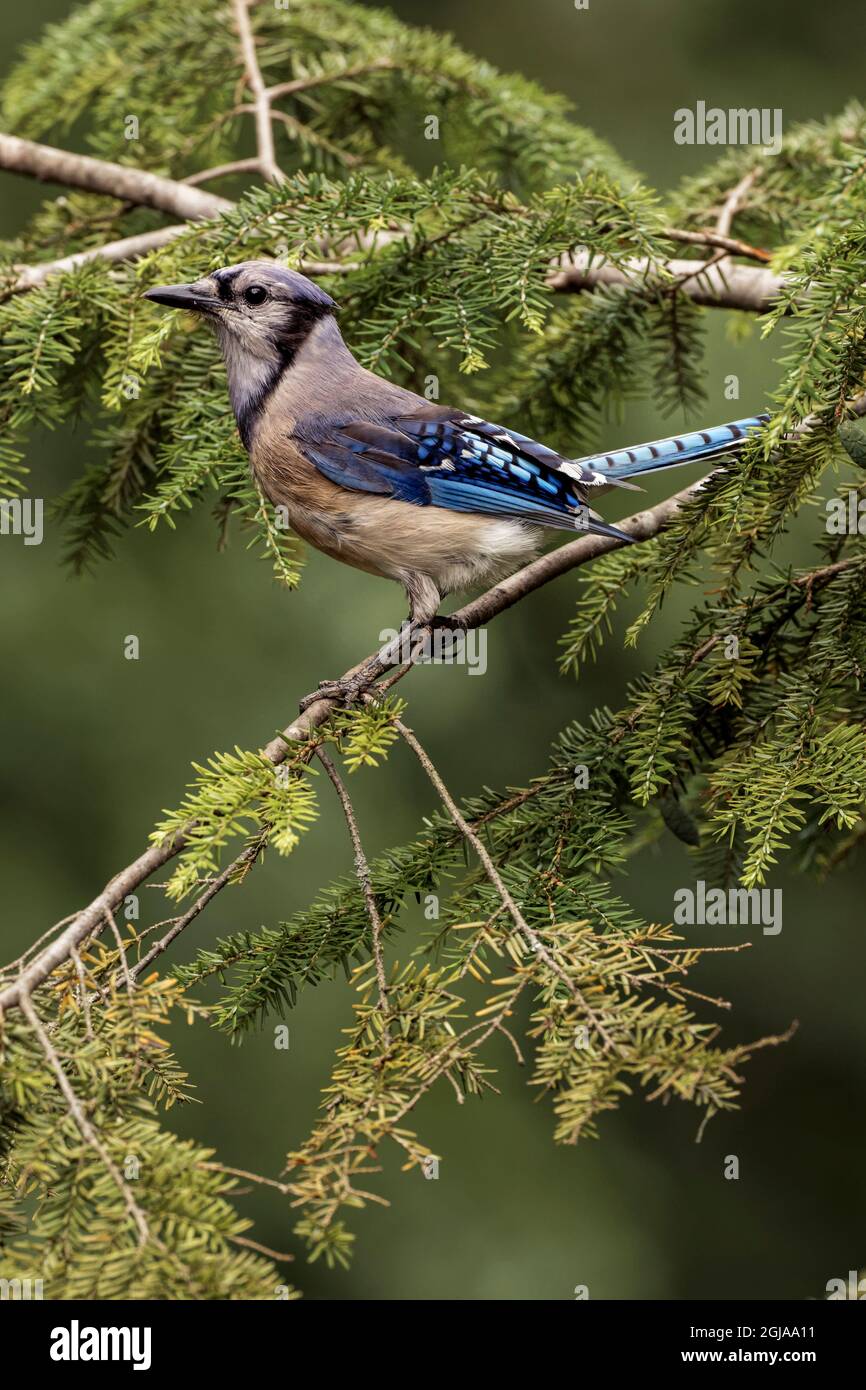 Jay jones hi-res stock photography and images - Alamy