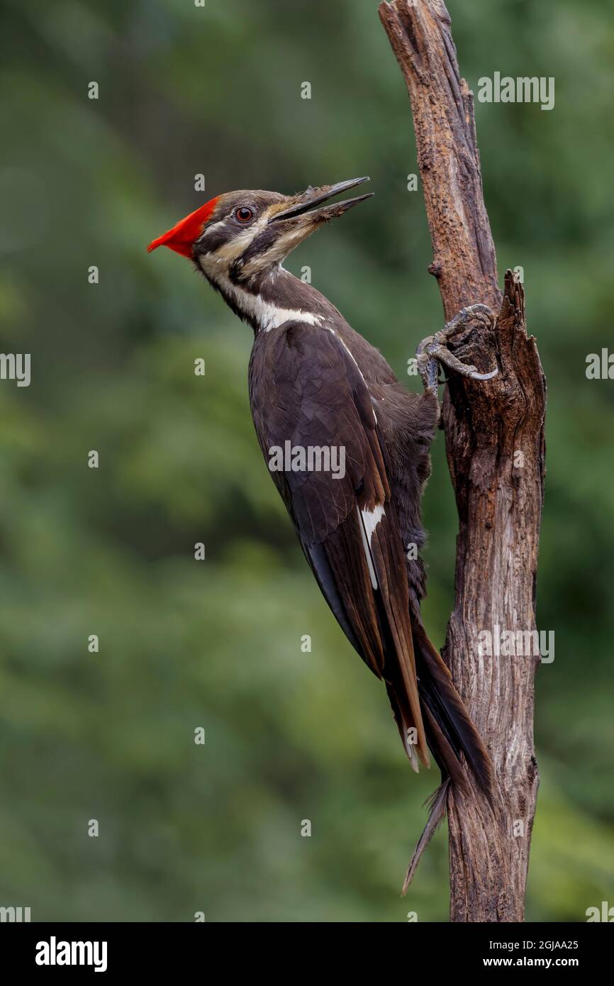 Female pileated woodpecker Stock Photo - Alamy