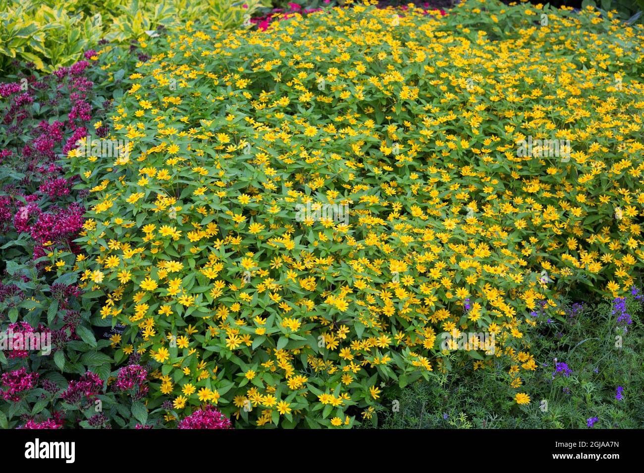 Yellow Melampodium paludosum 'Showstar' butter daisies and red Pentas ...