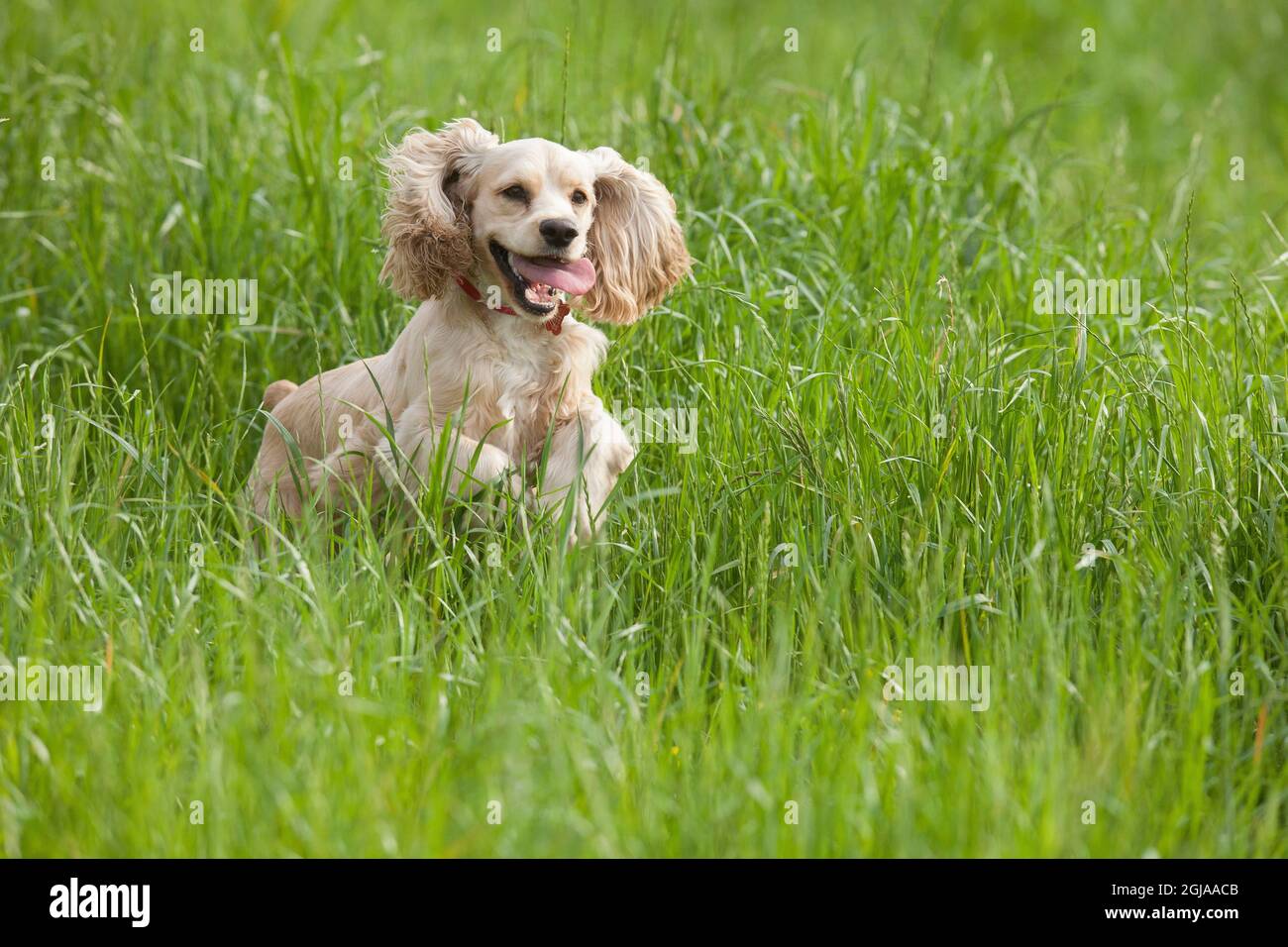 Cocker spaniel running in tall grass Stock Photo - Alamy