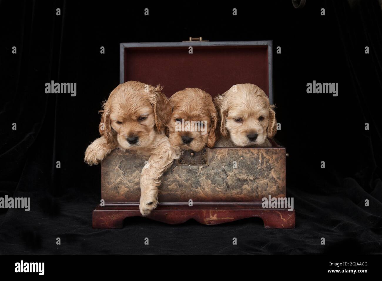 Cocker spaniel puppies in box Stock Photo - Alamy