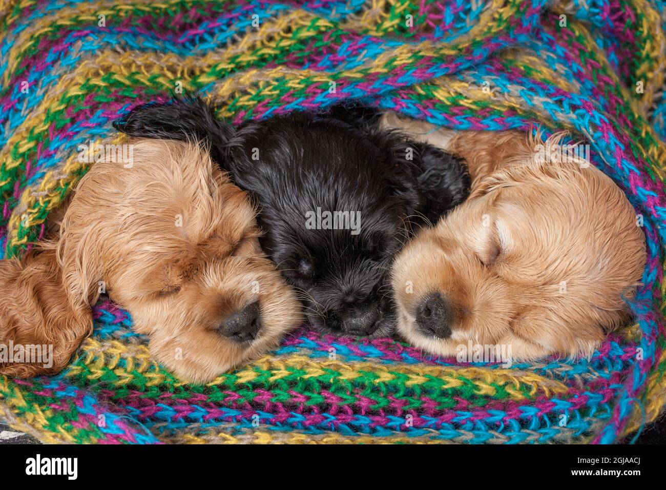 Cocker spaniel puppies sleeping in blanket Stock Photo - Alamy