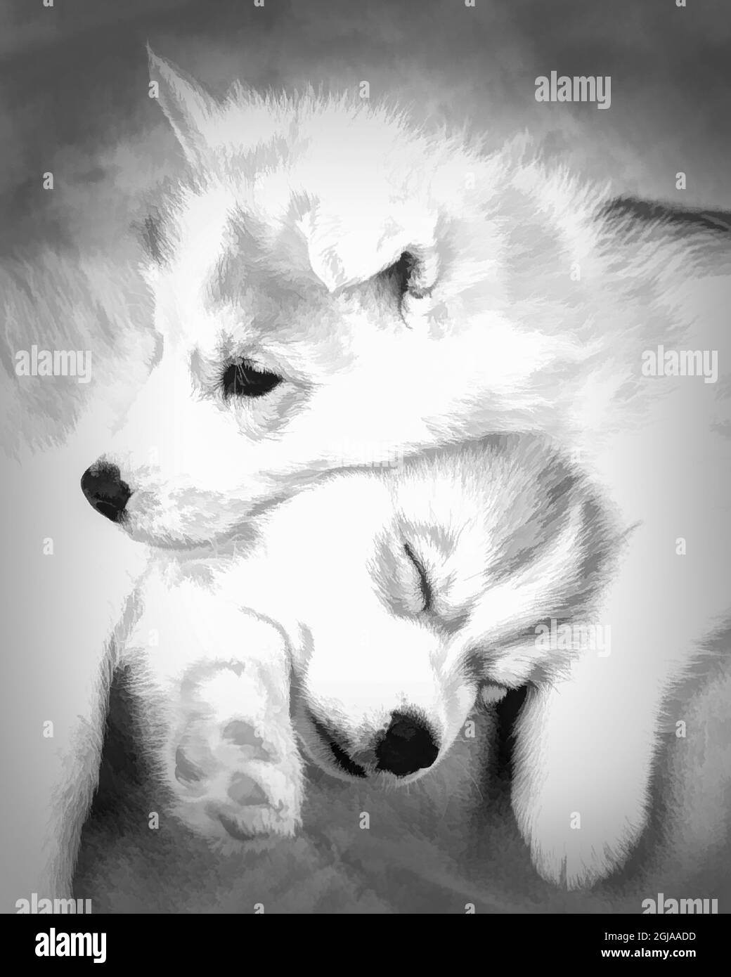 Siberian husky puppies hi-res stock photography and images - Alamy