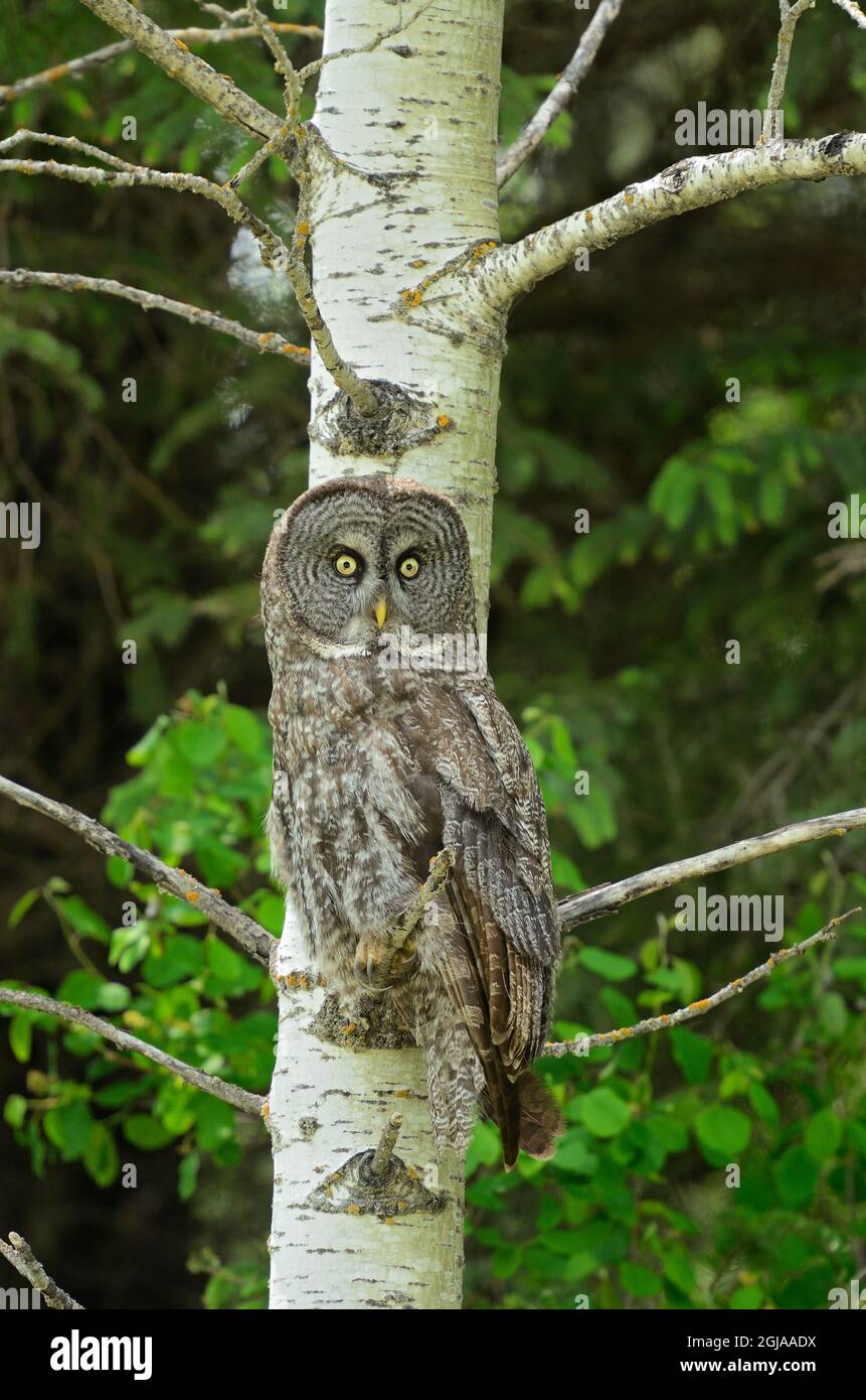 Canada. Great gray owl in trembling aspen tree Stock Photo - Alamy