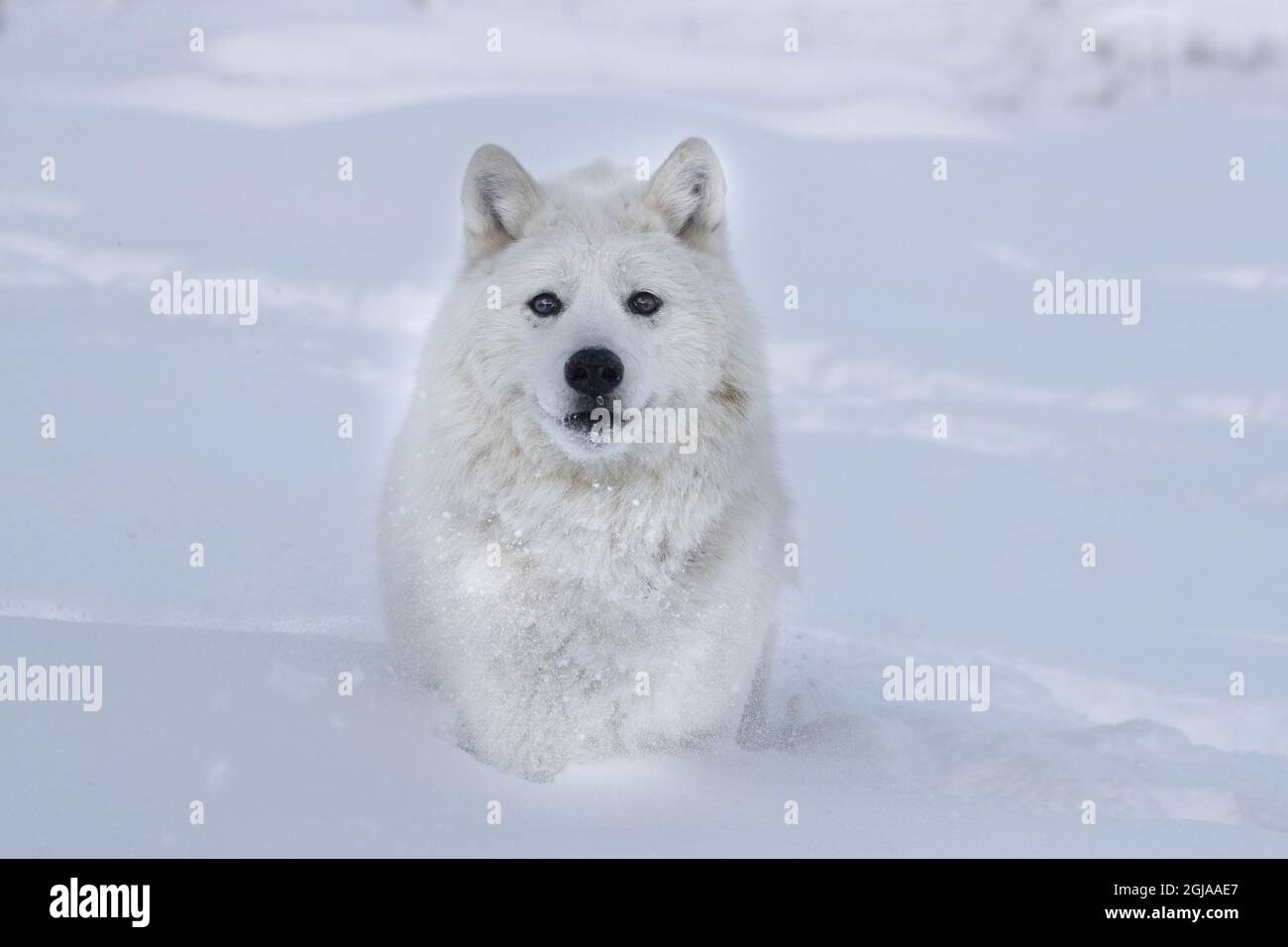 Arctic. Arctic wolf in deep snow Stock Photo - Alamy