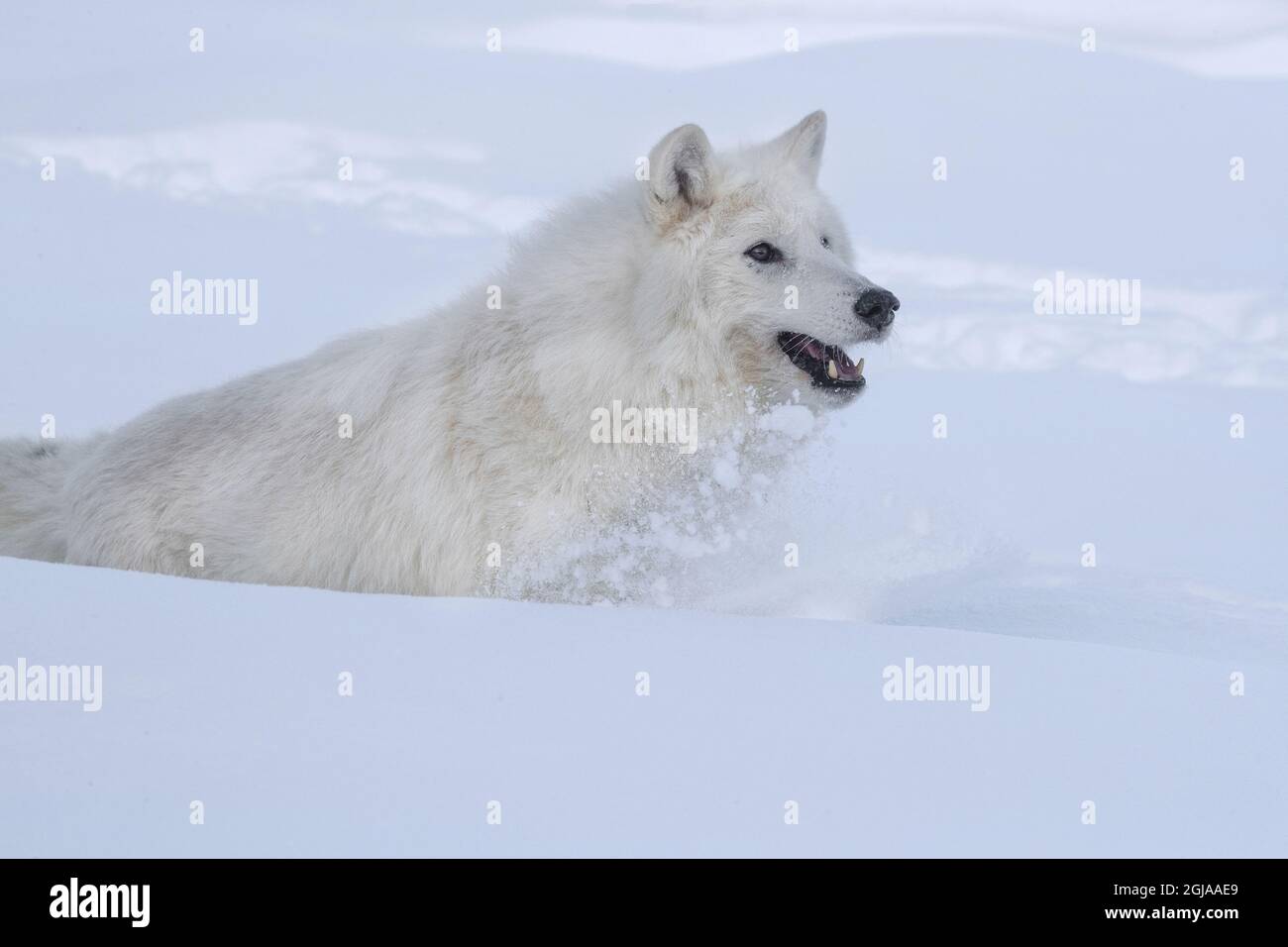 Arctic. Arctic wolf in deep snow Stock Photo - Alamy