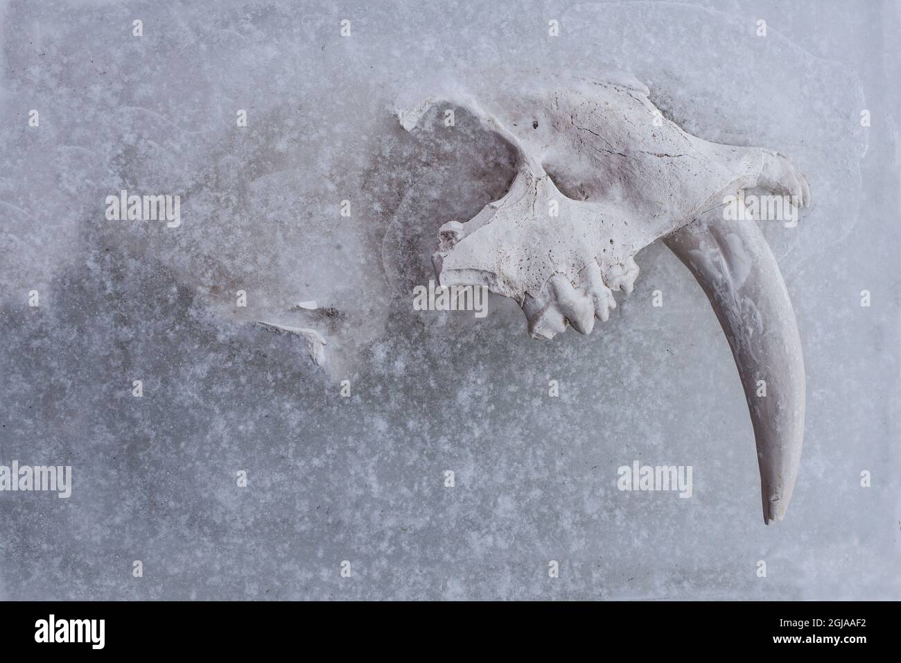 Saber tooth tiger hi-res stock photography and images - Alamy