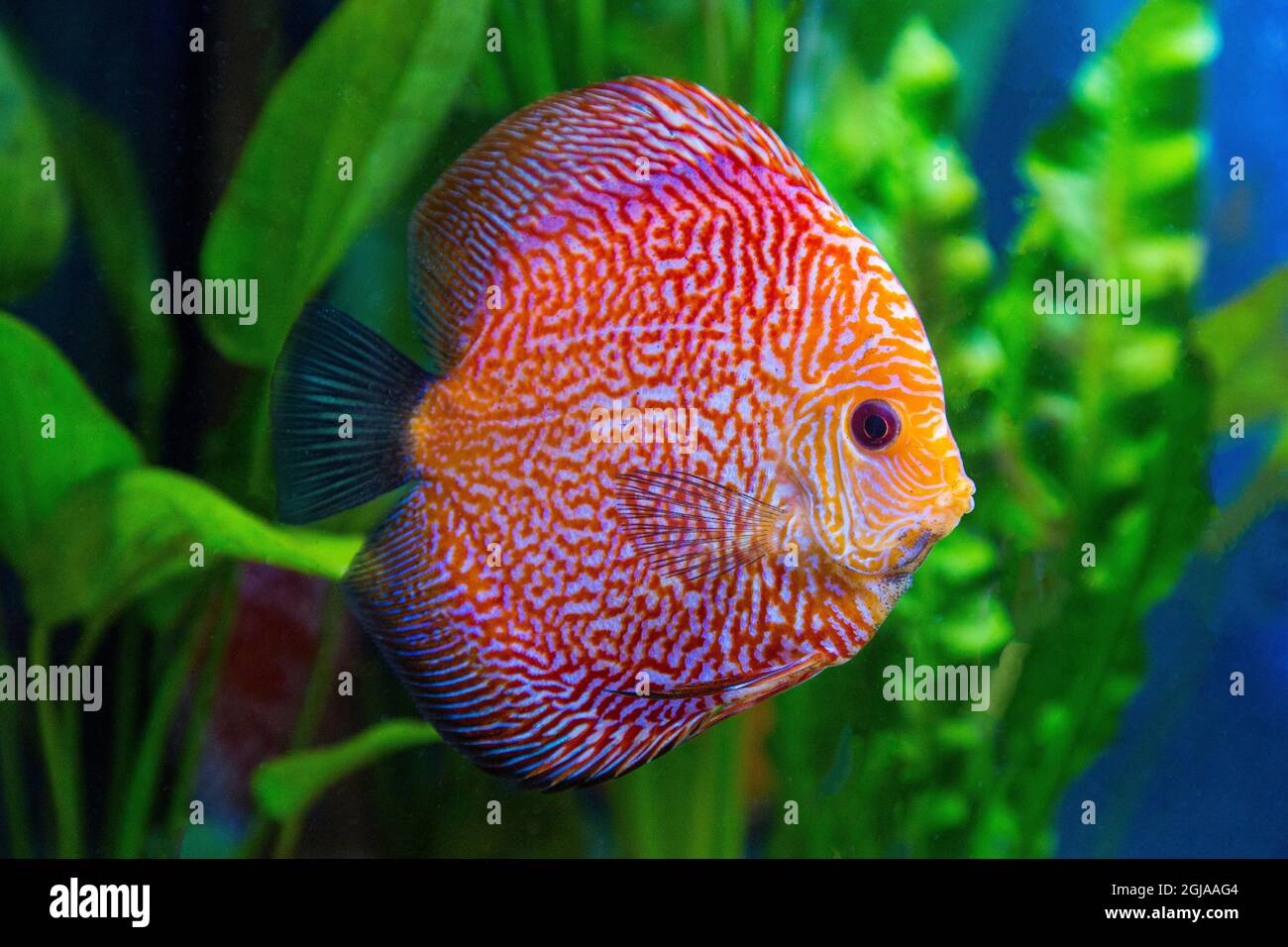 Super Pigeon Snakeskin Discus, tropical freshwater fish Stock Photo - Alamy