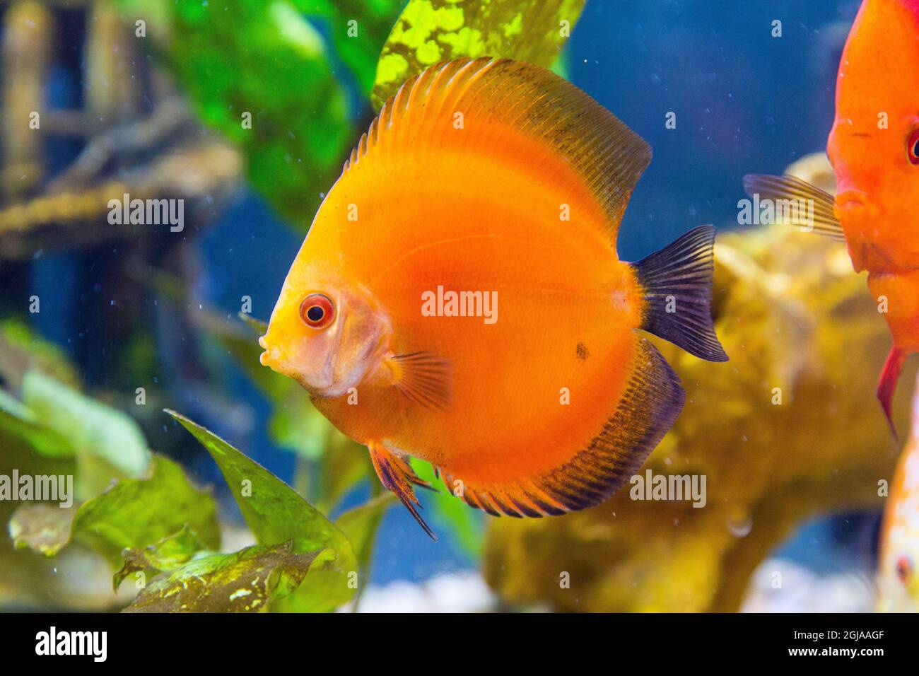 Freshwater tropical discus, Golden Diamond Stock Photo - Alamy