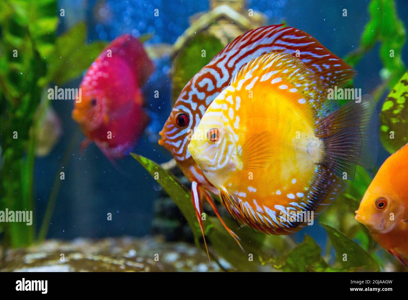 Turquoise Discus