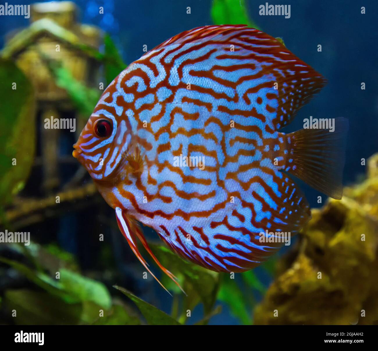 Mosaic turquoise discus hi-res stock photography and images - Alamy