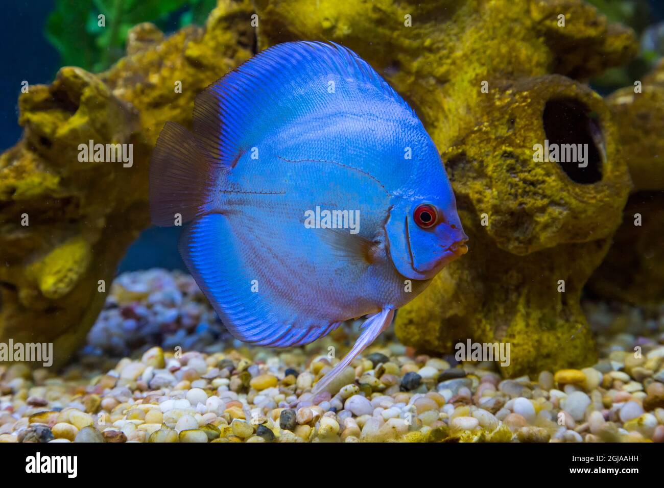 Freshwater tropical fish, Blue Diamond Discus Stock Photo - Alamy
