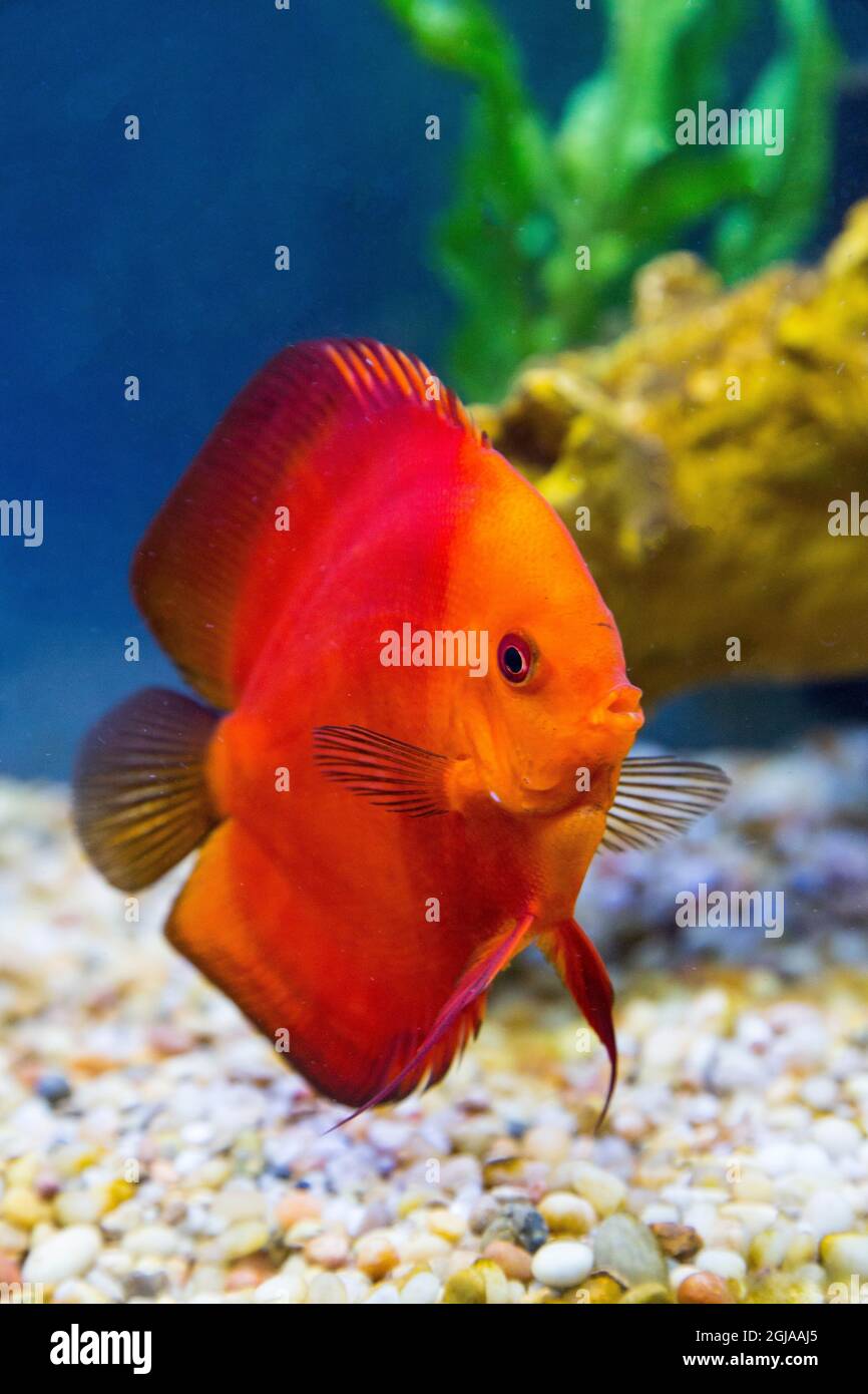 Red melon hi-res stock photography and images - Alamy