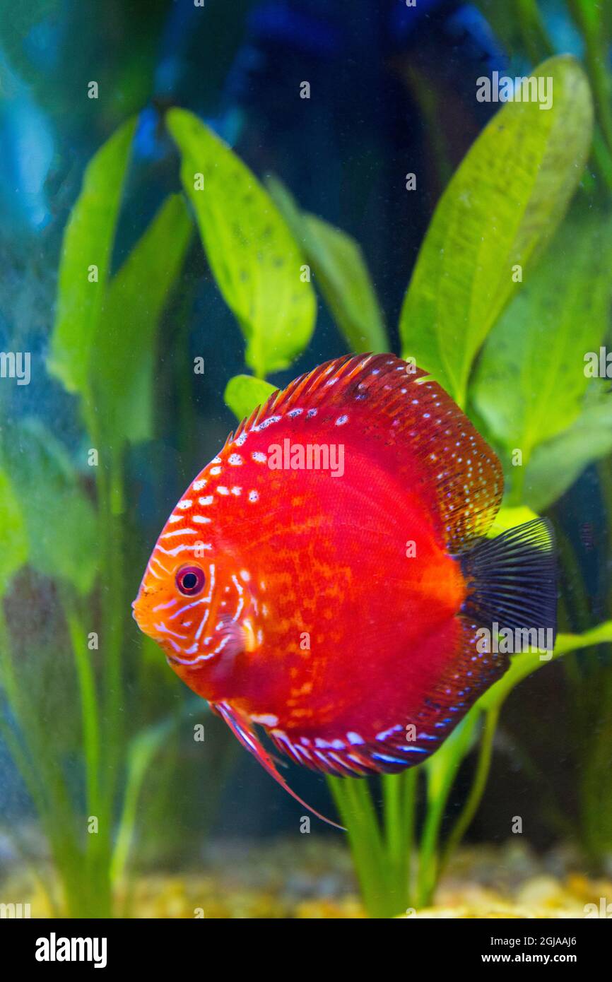 Freshwater tropical discus, Rafflesia Discus Stock Photo - Alamy