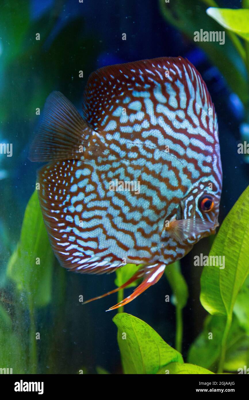 Turquoise Discus