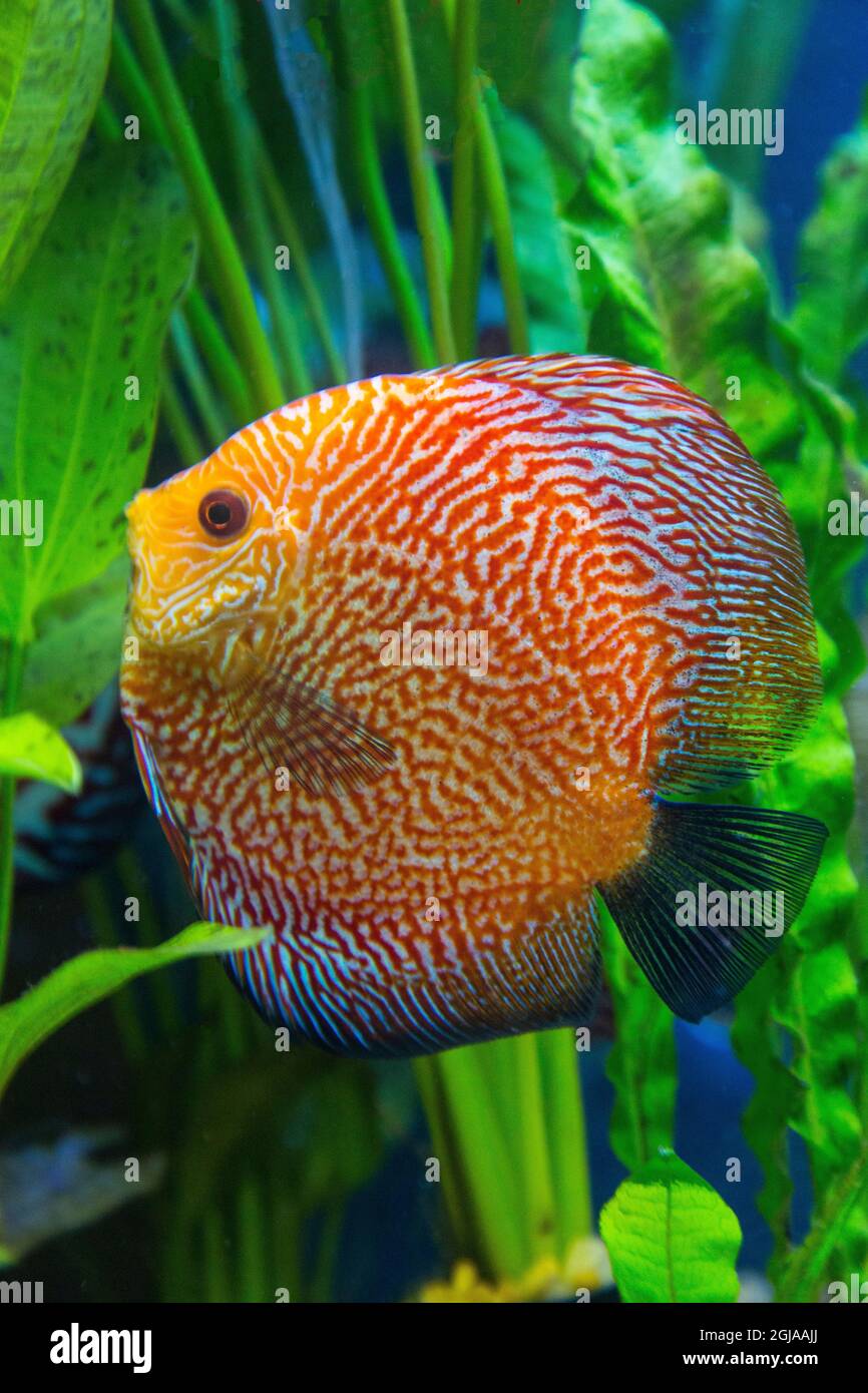 Super Pigeon Snakeskin Discus, tropical freshwater fish Stock Photo - Alamy