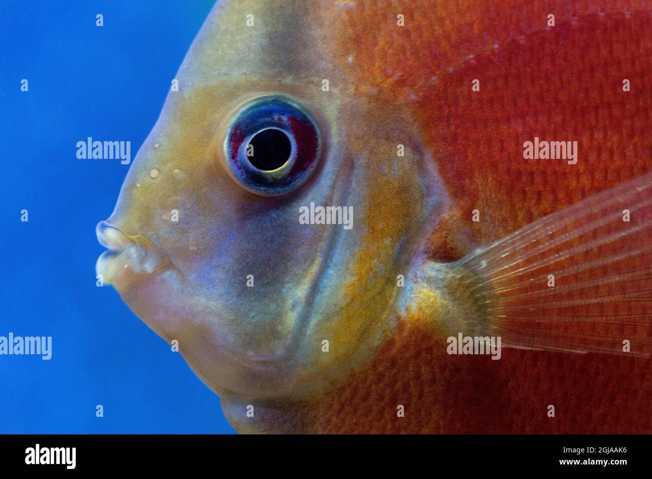 Red cover discus hi-res stock photography and images - Alamy