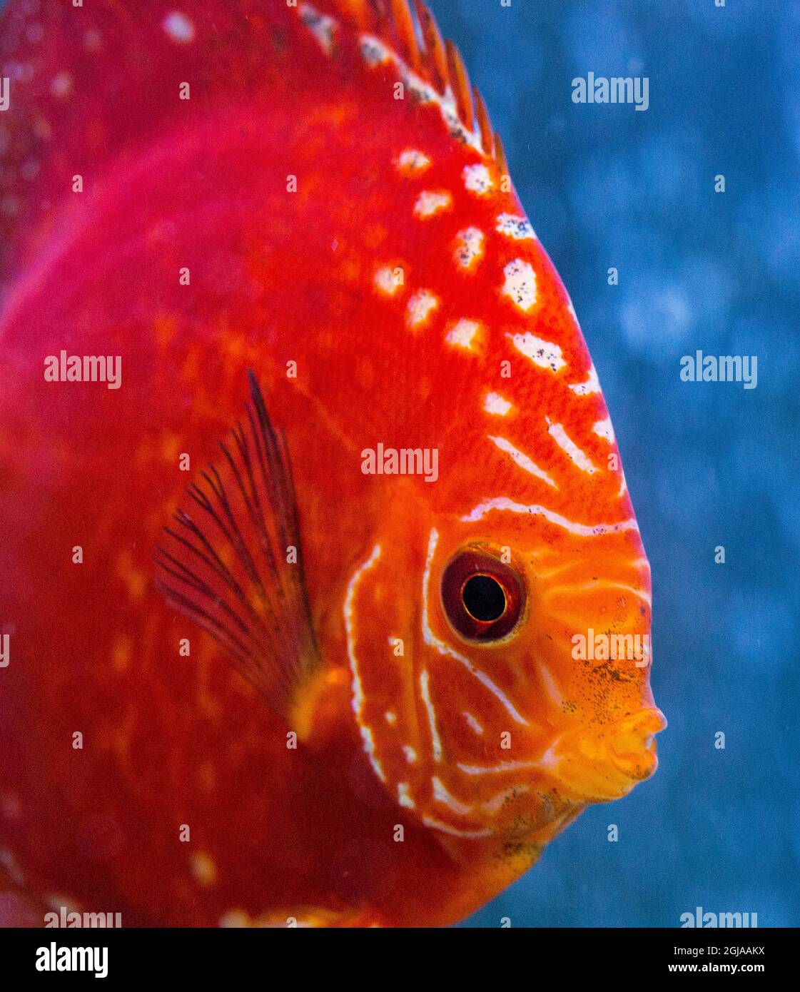 Freshwater tropical discus, Rafflesia Discus Stock Photo - Alamy